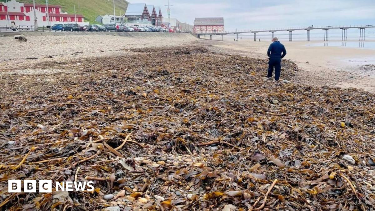 Fishermen fear further shellfish die-off - BBC News