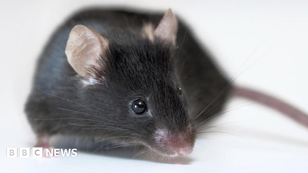Switching on happy memories 'perks up' stressed mice - BBC News
