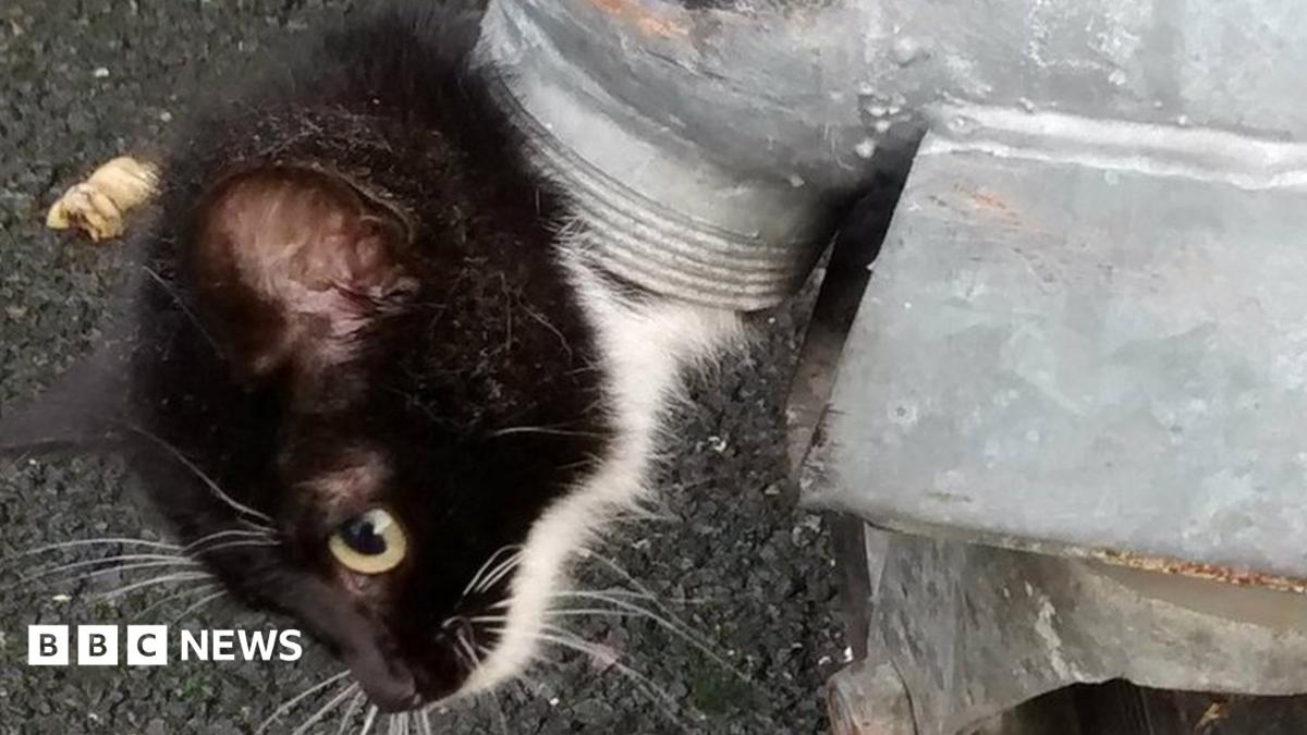 Dusty the kitten gets head stuck in bin in Wolverhampton - BBC News
