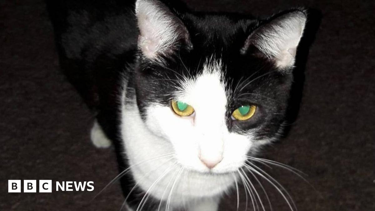 Firework cat killing: Man offers reward over pet death - BBC News