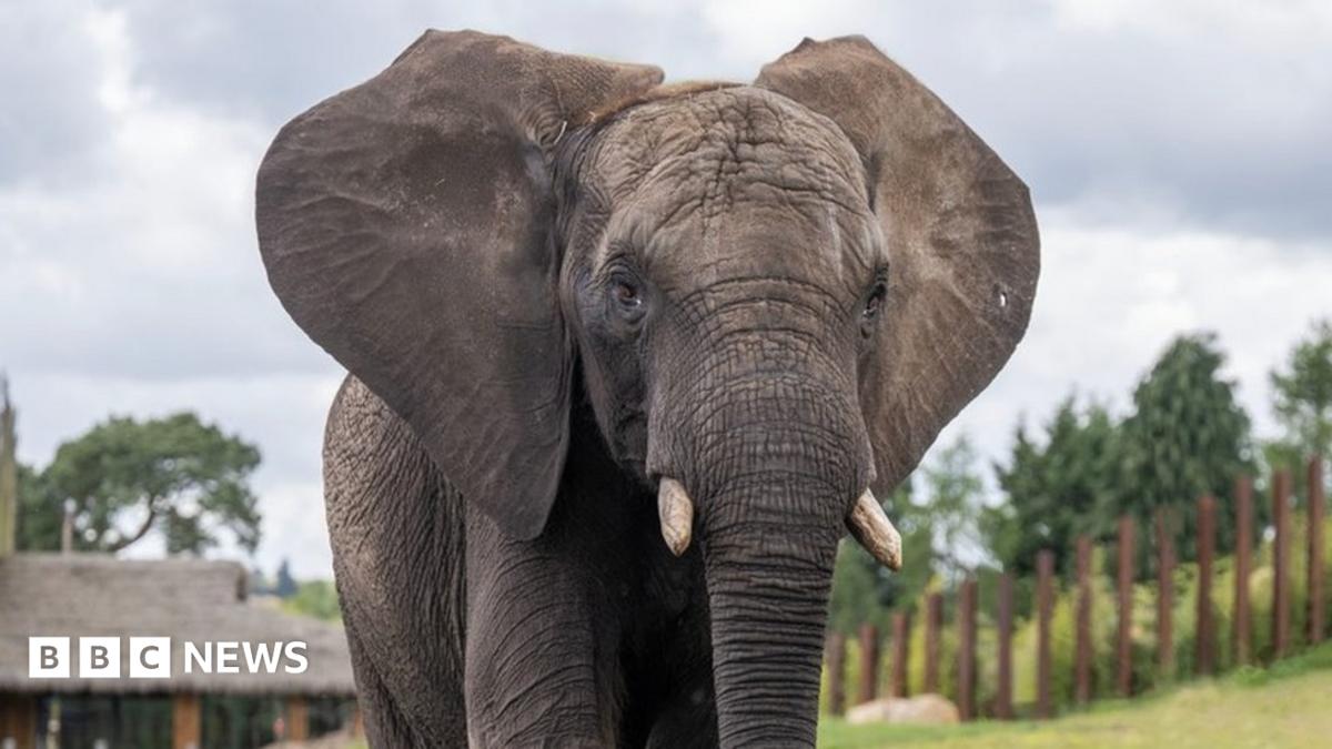 Sutton the elephant moves from West Midland Safari Park to zoo - BBC News