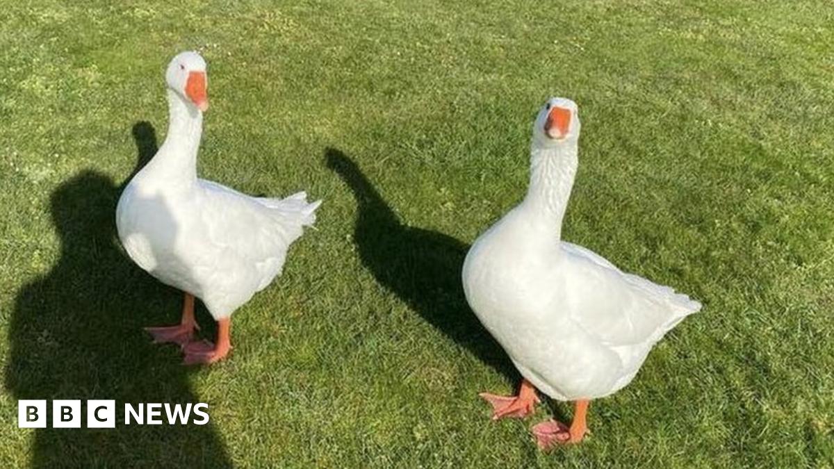 Geese rehomed after Animal Aid charity appeal - BBC News