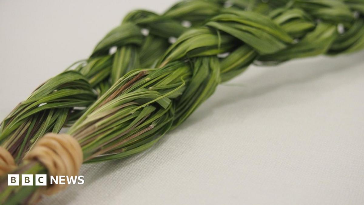 Sweet-smelling secrets of mosquito-repellent grass - BBC News