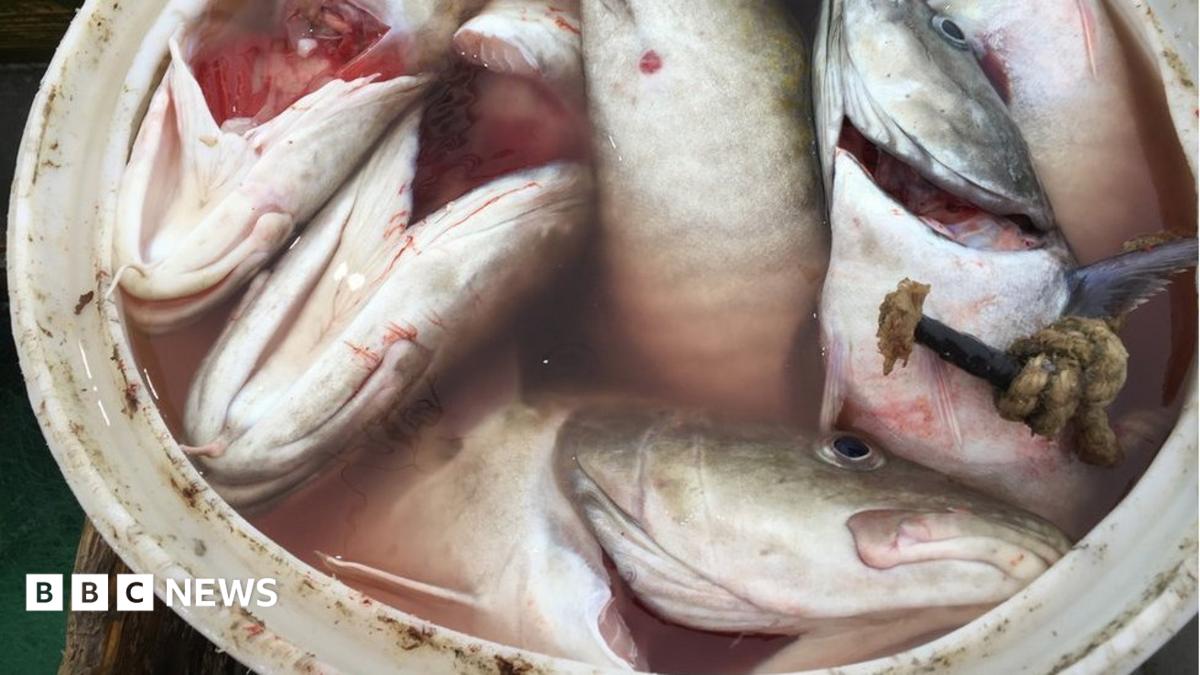 Nigeria's love affair with a Norwegian fish - BBC News