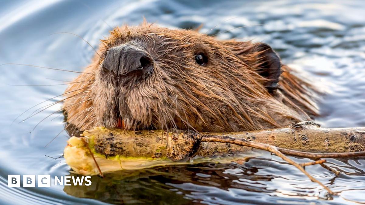 Conservation: Wales beaver release survey launched - BBC News