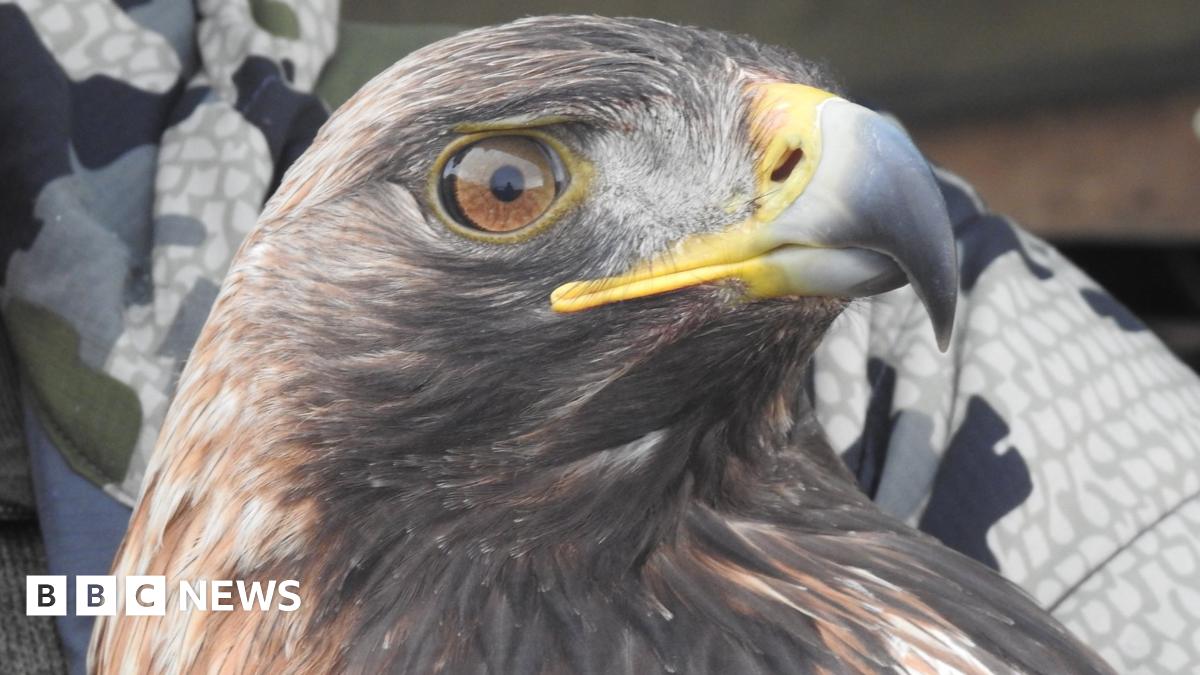 South of Scotland golden eagle population reaches new heights - BBC News