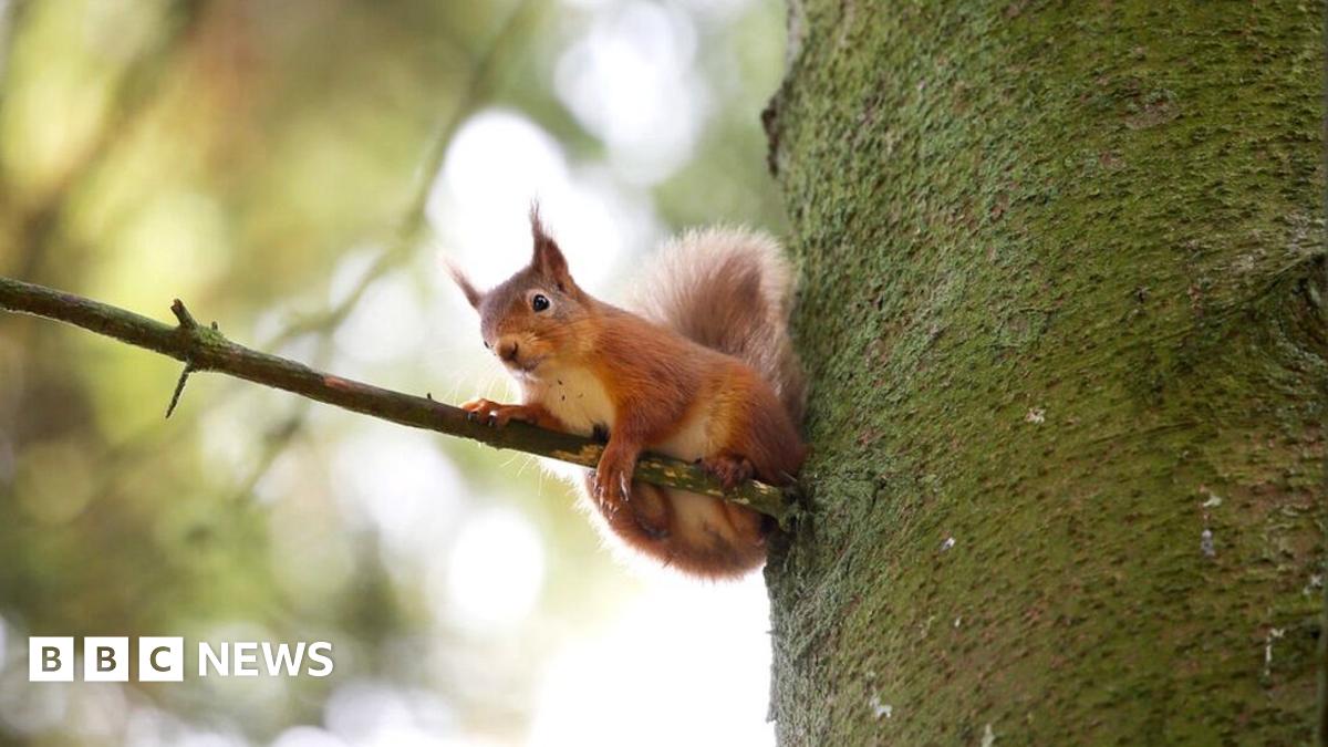 Disease that kills Britain's native red squirrel moves north - BBC News