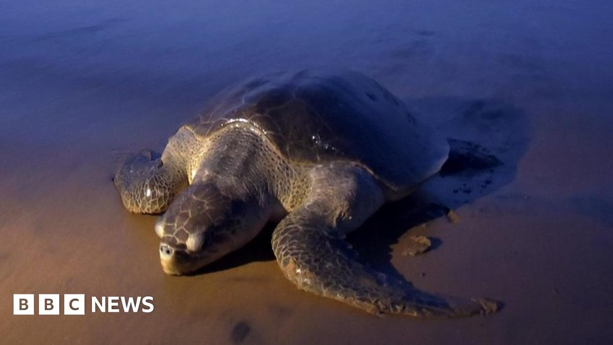 In pictures: India's sea turtles return home to breed - BBC News