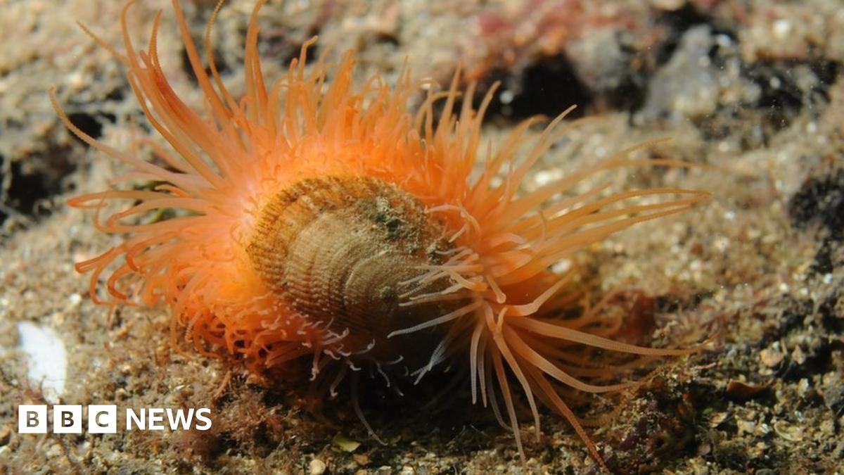 Loch Carron reef given permanent protection after dredger damage - BBC News