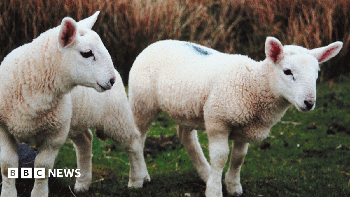 'Europe's largest' sheep sale held at Lairg - BBC News