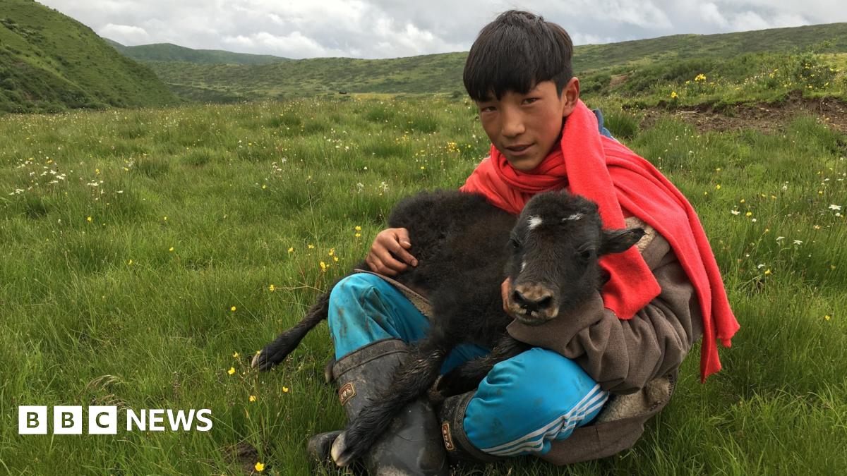 The Tibetan nomad traditions defying the modern world - BBC News