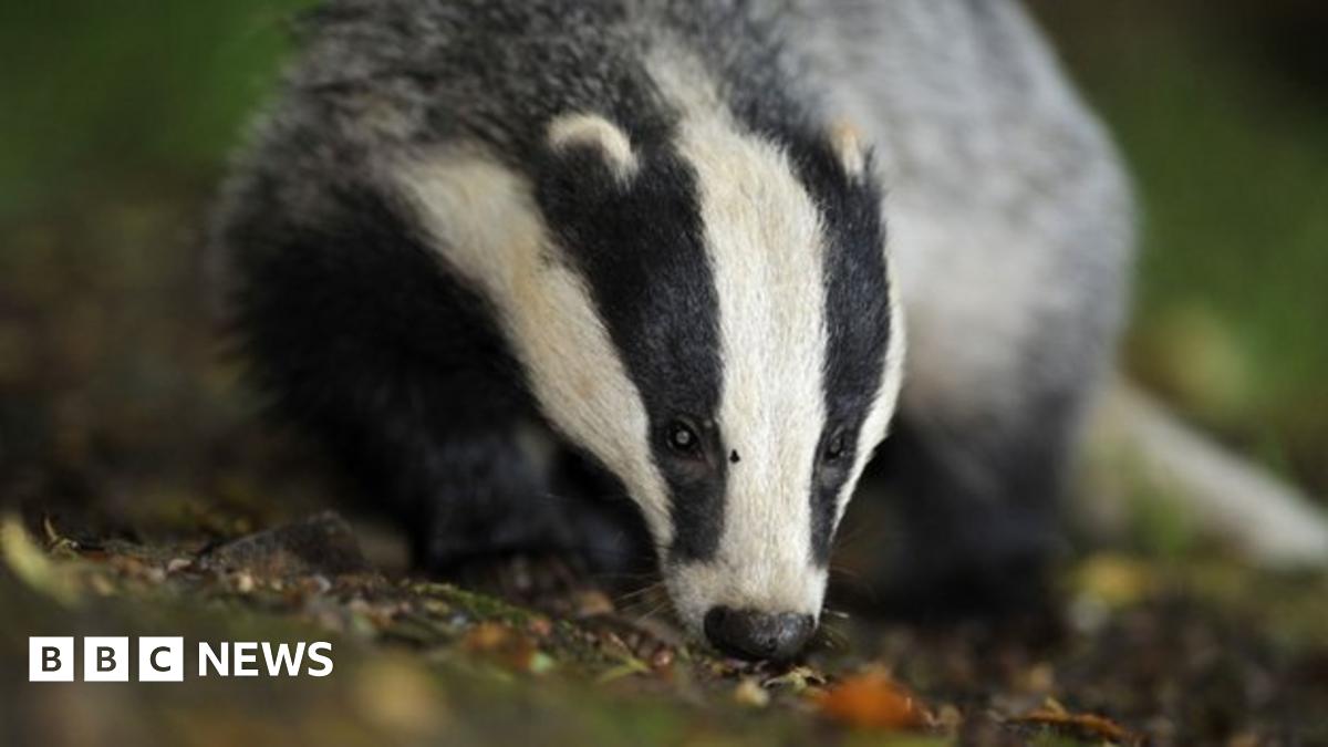 'Badger baiting' claims: Five men go on trial - BBC News