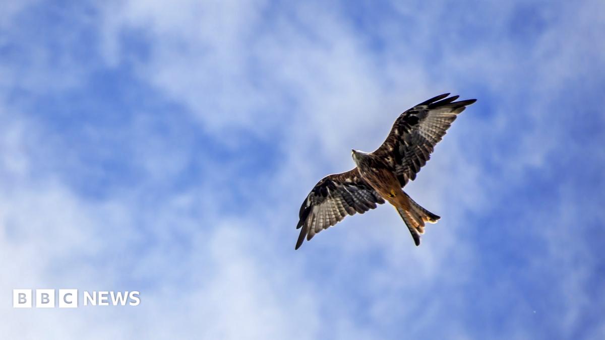 Red kite numbers rising in Scotland, but more slowly in the north - BBC ...
