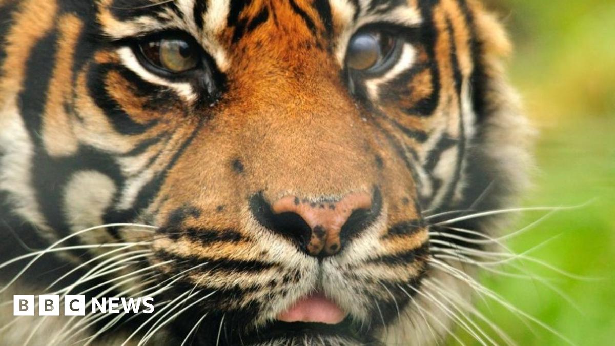 'World first' as Cambridge vet saves tiger's eye - BBC News