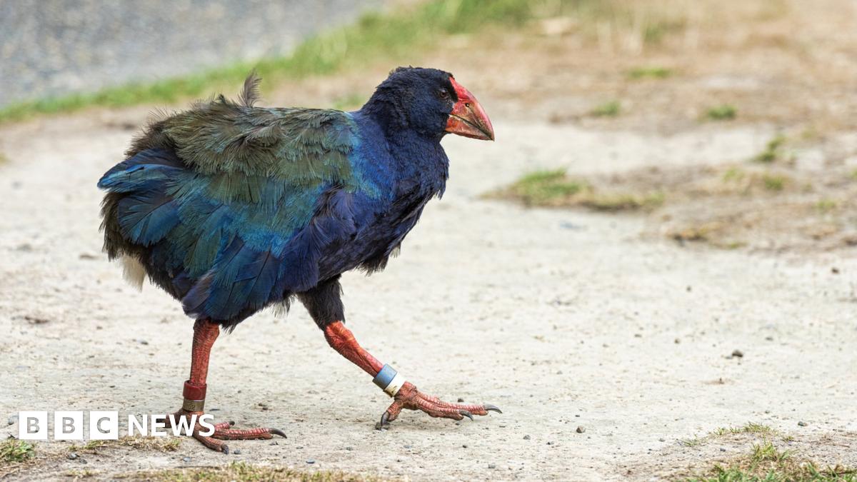New Zealand birds: Takahe facing extinction find new home in sanctuary ...