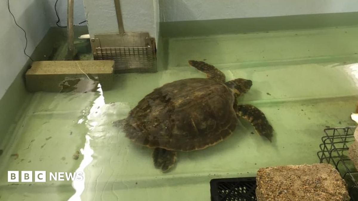 Iron Maiden jet to fly Jersey turtle home to the Canary Islands - BBC News