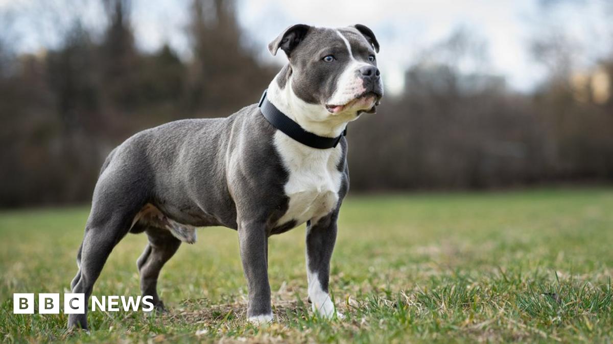 Scarborough: Man injured after Staffordshire bull terrier attack - BBC News