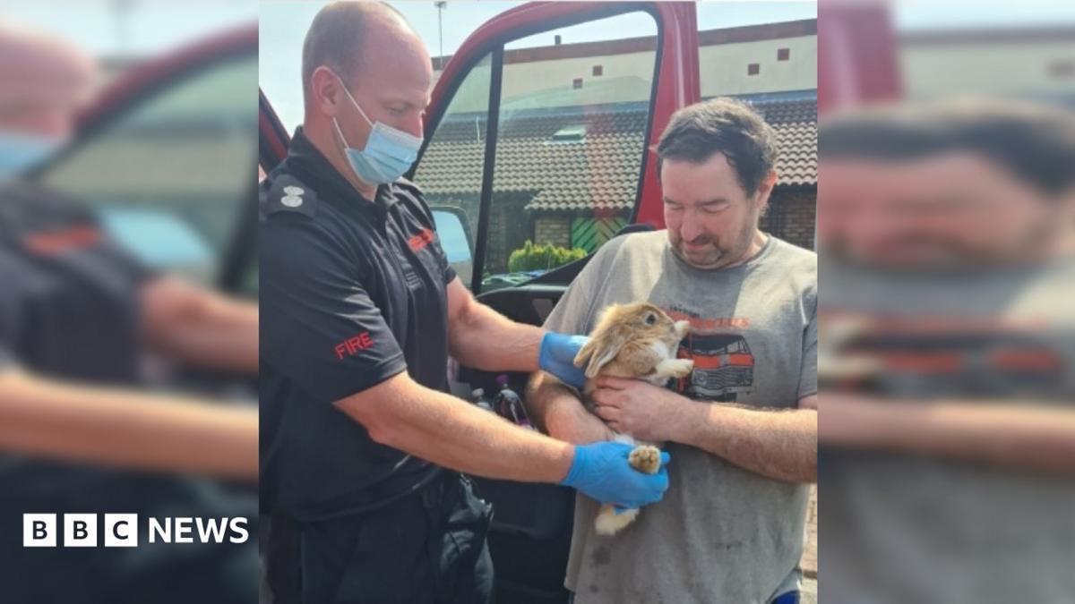 Rescue mission for runaway rabbit stuck behind van's dashboard - BBC News