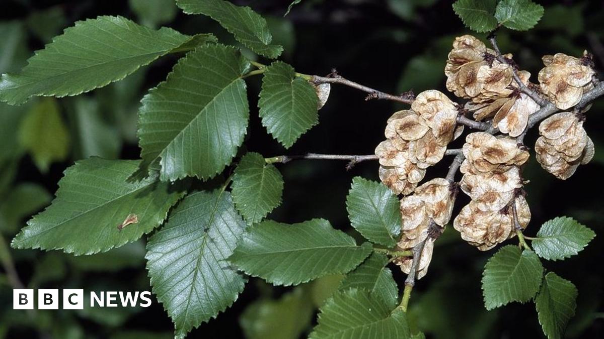 'Forgotten' elm tree set to make a comeback - BBC News