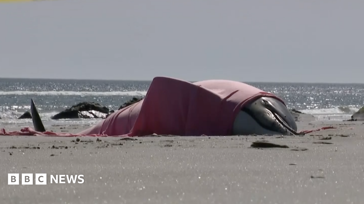 8 dolphins dead after washing ashore in New Jersey - BBC News