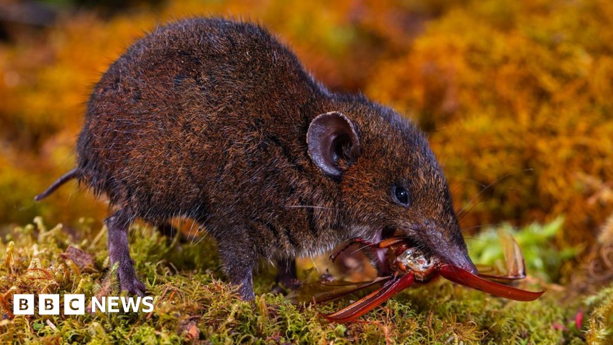 Five new soft-furred hedgehog species discovered - BBC News