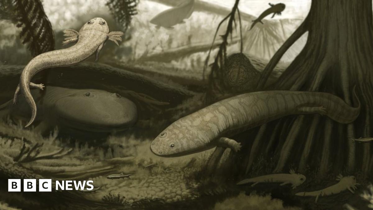 'Fanged eel' among Brazil fossil finds - BBC News