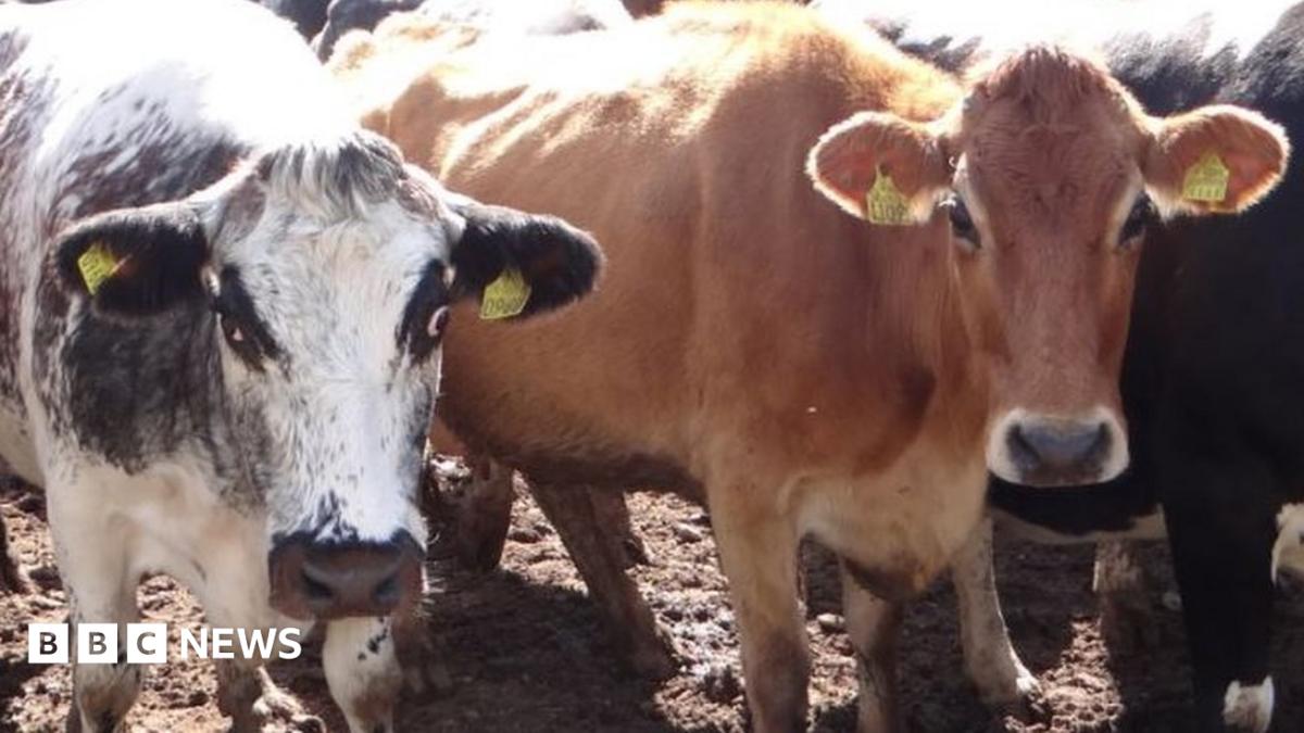 Herd of 70 cows saved from slaughter head for Norfolk sanctuary - BBC News