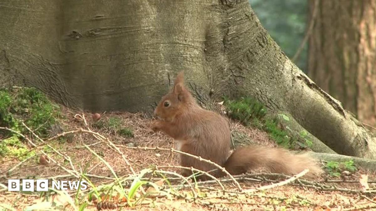 Squirrel pox virus outbreak at Tollymore Forest Park - BBC News