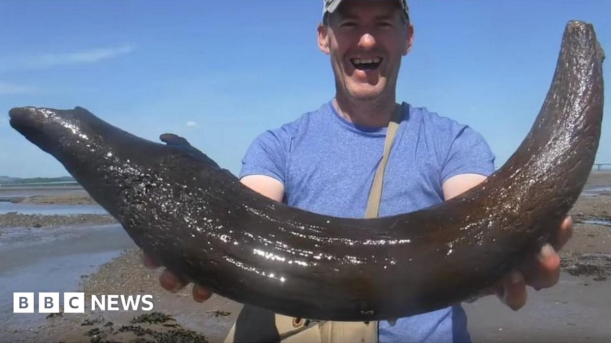 Extinct cattle horn found by fisherman in Severn estuary - BBC News
