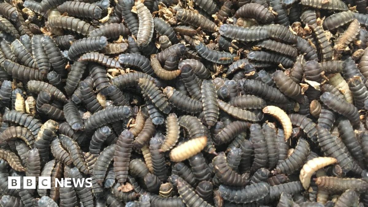 Insect-based food 'better for pets than top steak' - BBC News