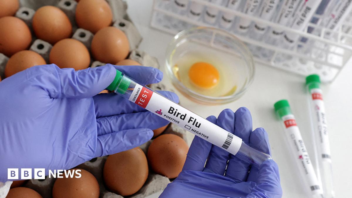 Bird flu: Restrictions in place after Scunthorpe outbreak - BBC News