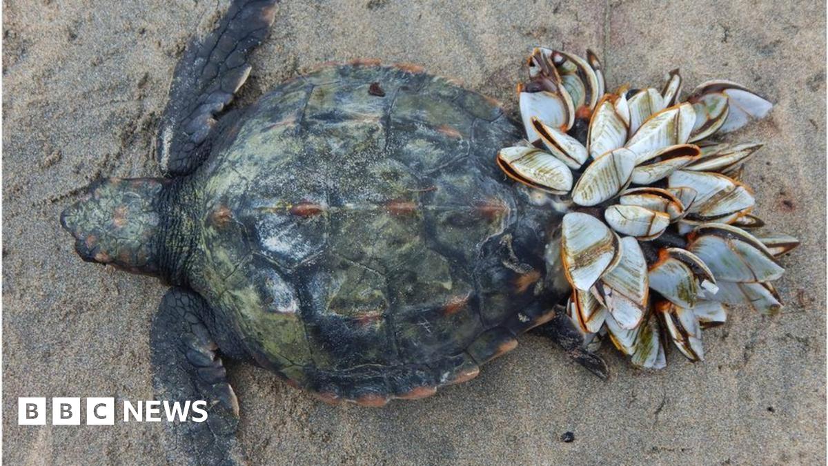 British Isles turtle strandings rise in storms - BBC News