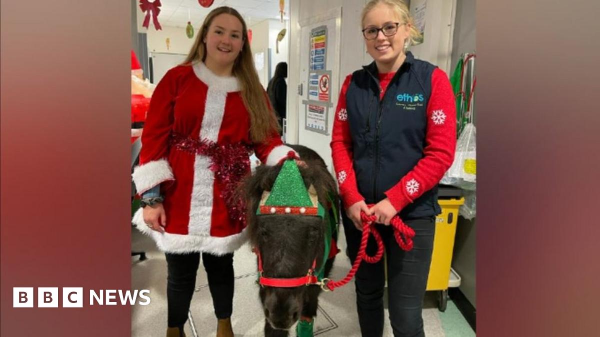 Royal Stoke: Scrumpy the pony spreads festive cheer at hospital - BBC News