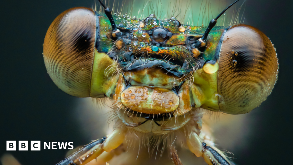 Incredible photos of 'wee beasties' in Glasgow park - BBC News