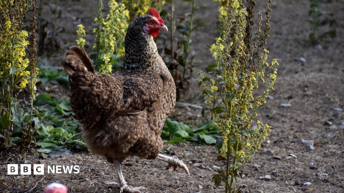 Third bird flu outbreak in a fortnight in East Anglia - BBC News