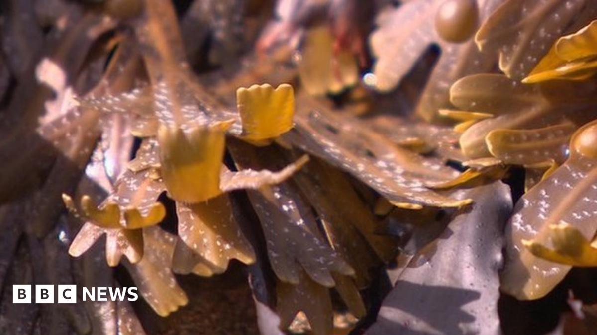 Scientists' hope for new seaweed-based antibiotic - BBC News