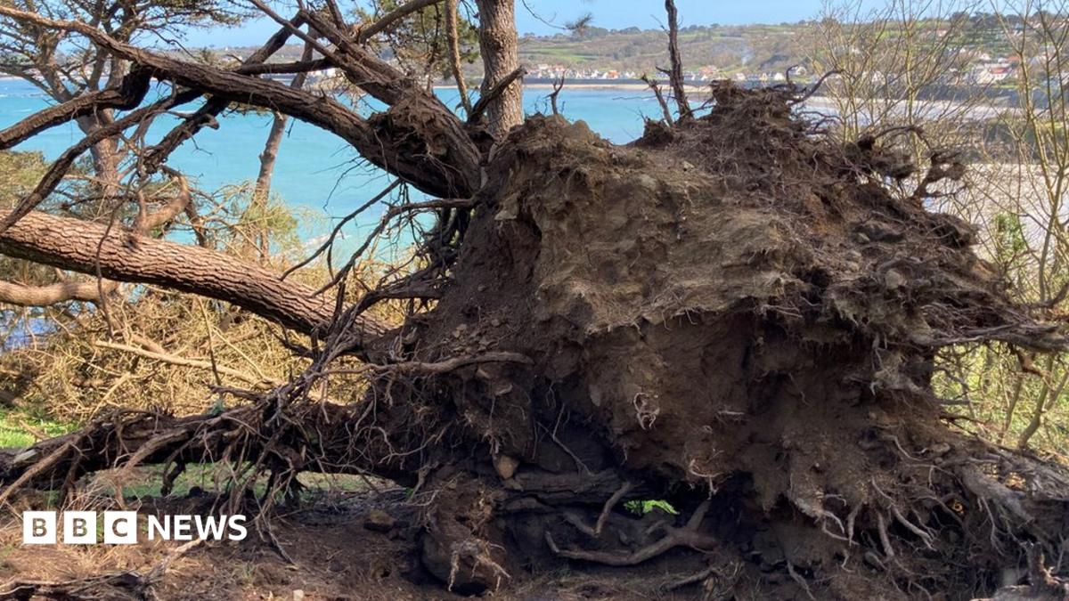 Storm Ciarán Recovery Fund supports woodland projects in Guernsey - BBC ...