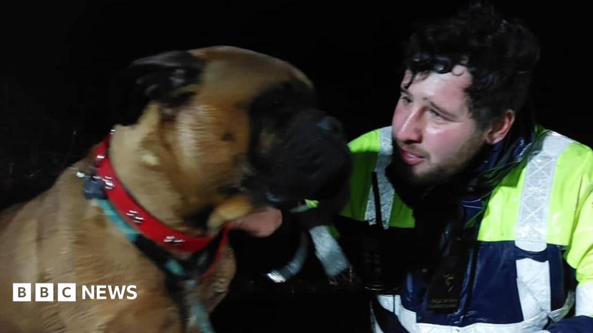 Coastguard rescues dog which plunged off Isle of Man cliff edge - BBC News