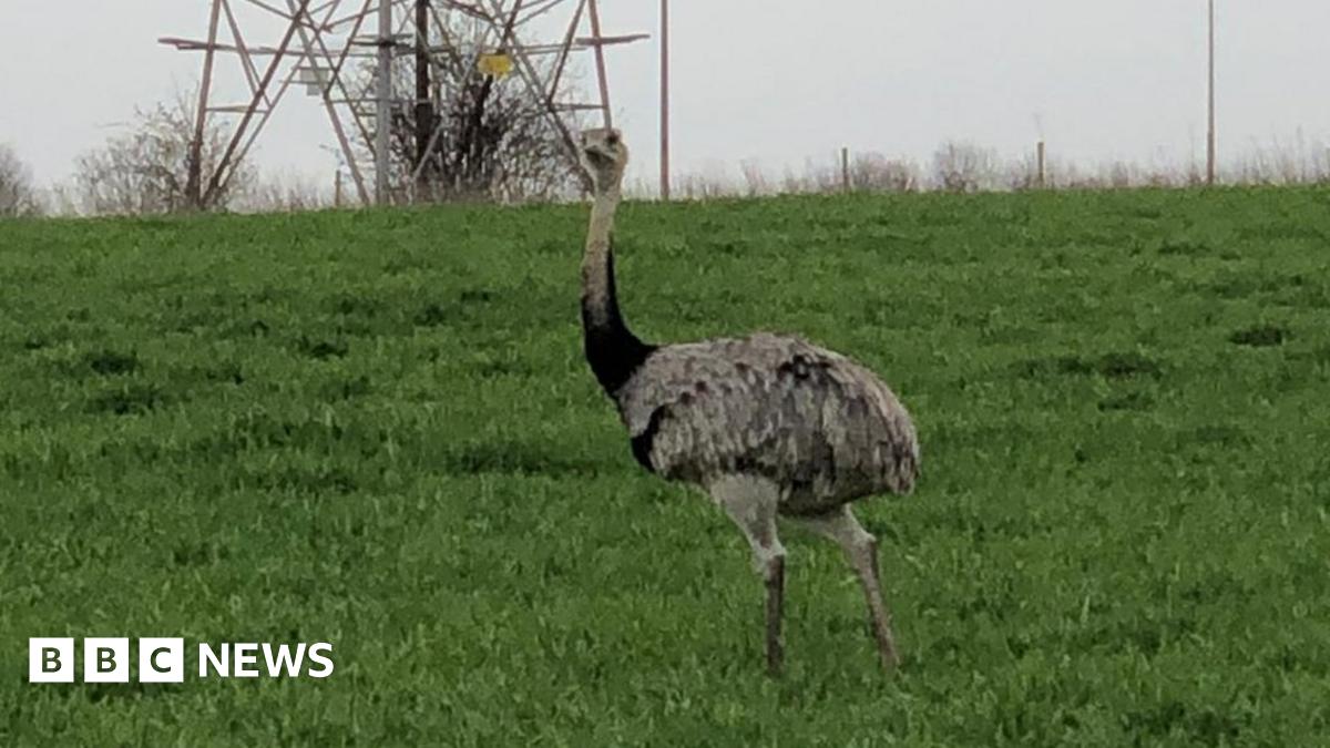 Chris The Rhea bird 'thanks for making Maple Cross famous' - BBC News