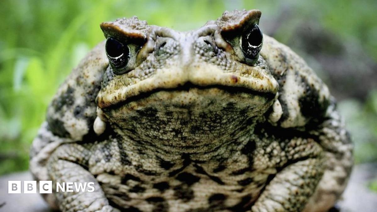 The rapid spread of Australia's cane toad pests - BBC News