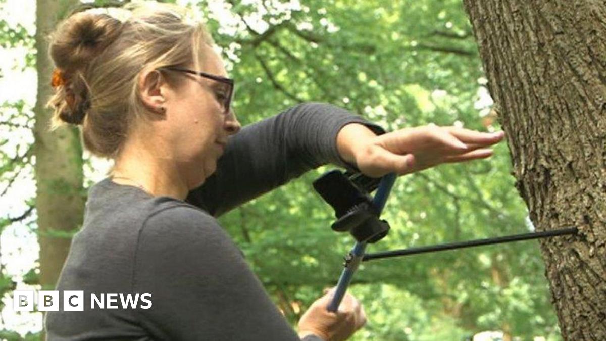 Climate change: 800 years tracked using oak tree rings - BBC News