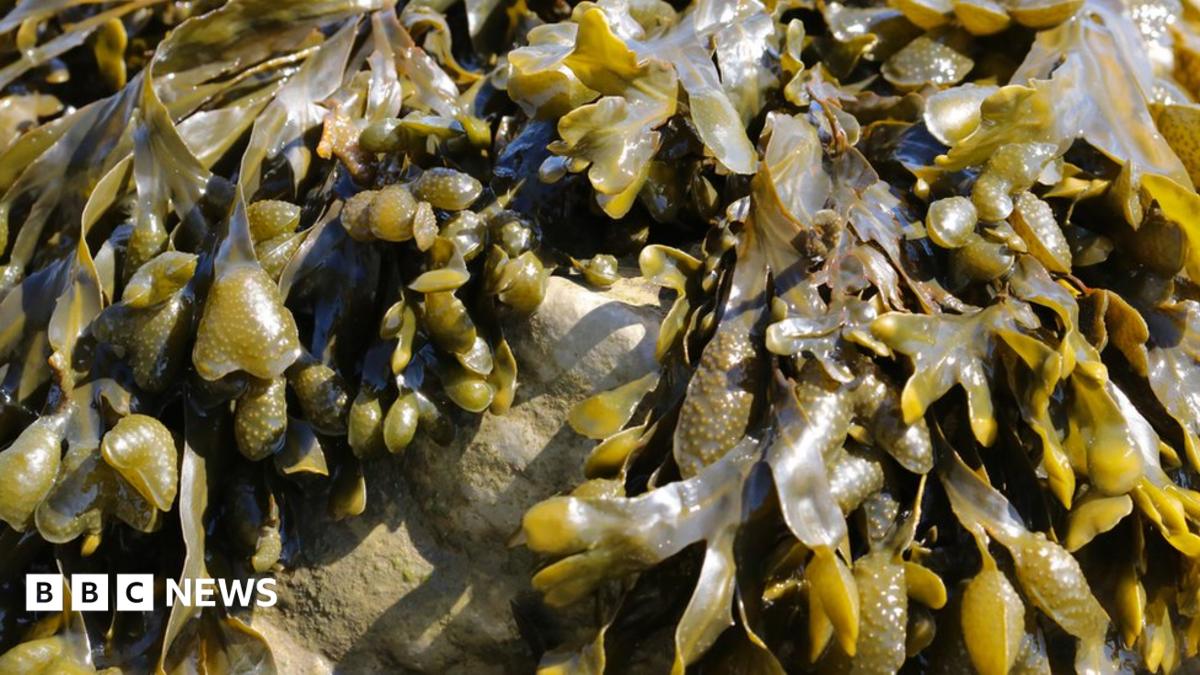 Plastic pollution: Can seaweed end problem? - BBC News