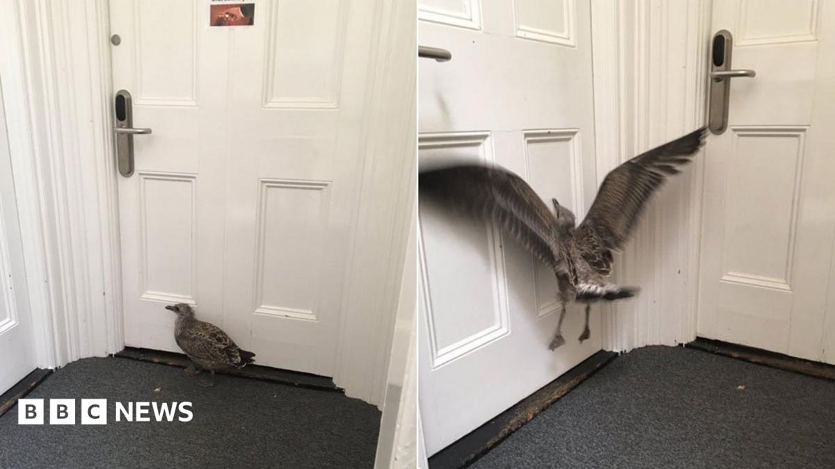 Sneaky seagull breaks in to Ipswich police station - BBC News