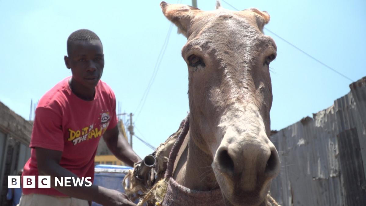 Why are donkeys facing their 'biggest ever crisis'? - BBC News