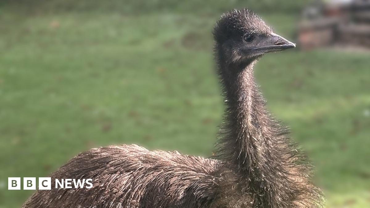 Rodney the runaway emu takes Suffolk break while owners on holiday ...