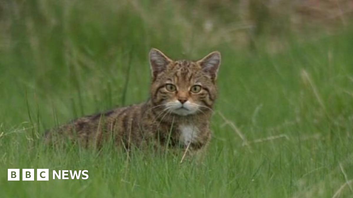 Efforts to save Scottish wildcat 'threatened' by infighting - BBC News