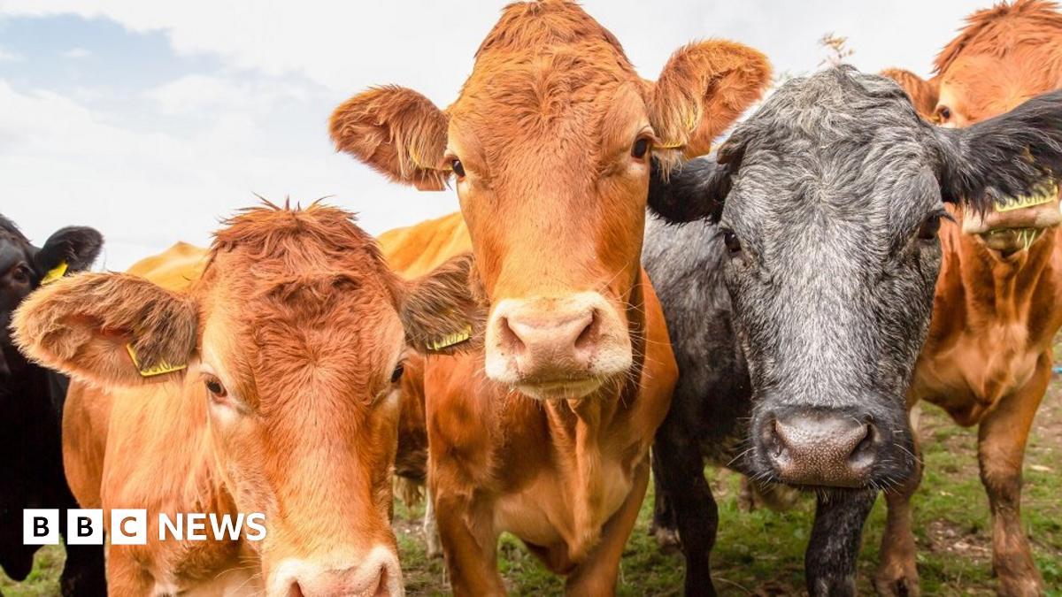 Bovine TB: Daera facing legal action over compensation rate - BBC News