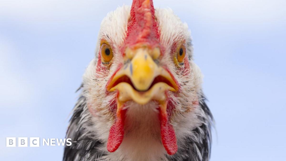 What is bird flu and how worried should I be about a pandemic? - BBC News