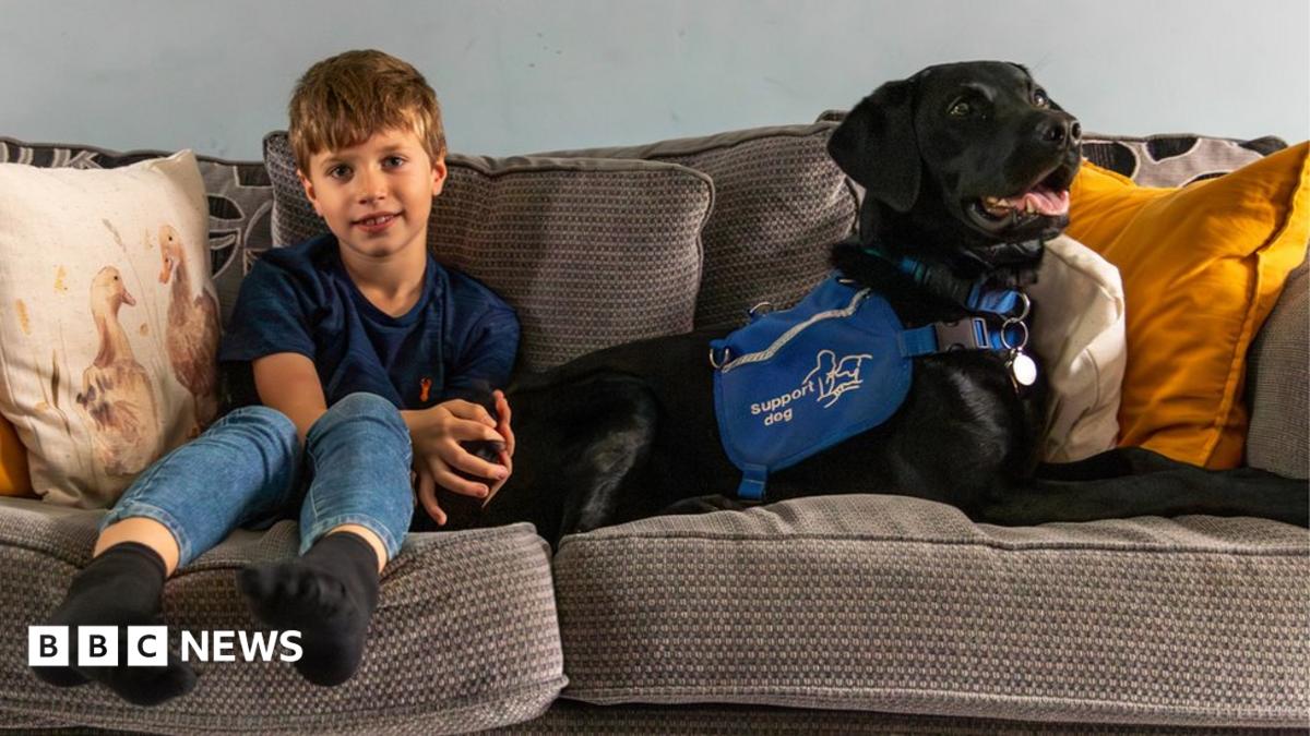 York dog praised for stopping boy from being hit by car - BBC News