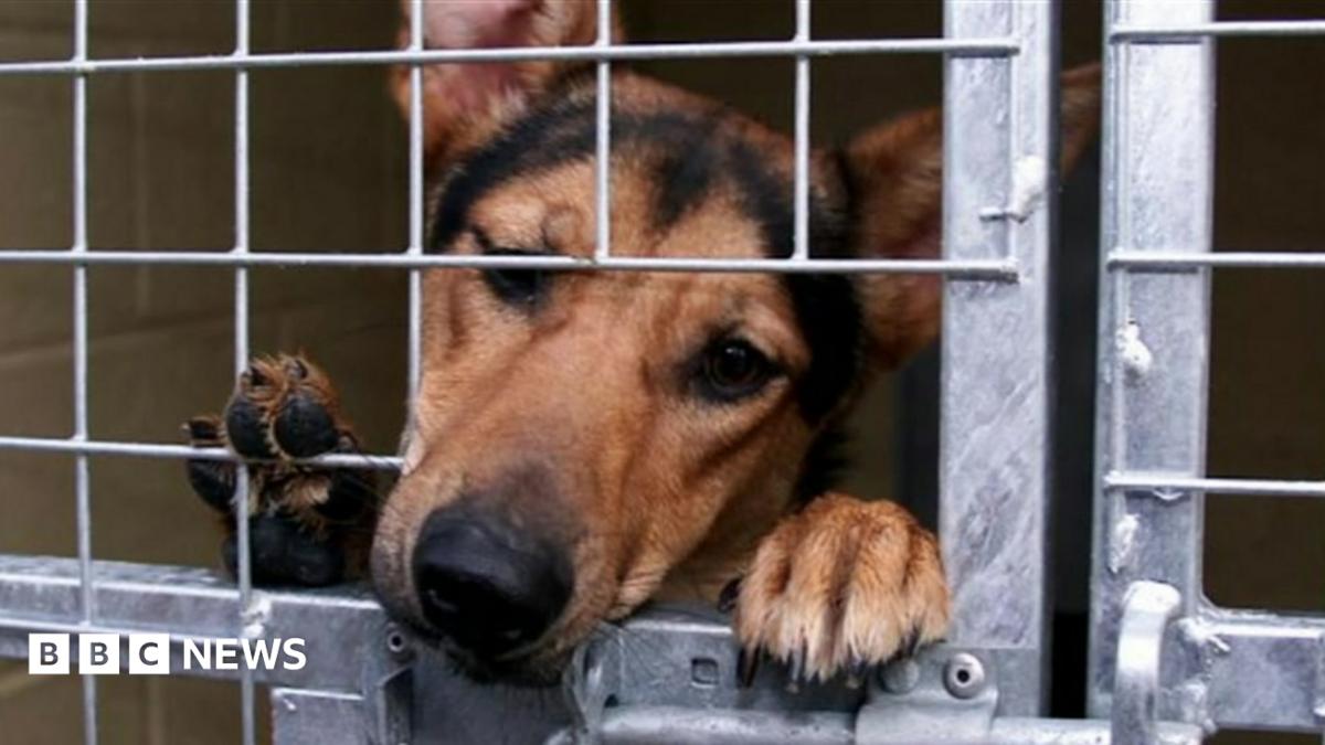 Cost of living crisis: Rise in animals being abandoned - BBC News